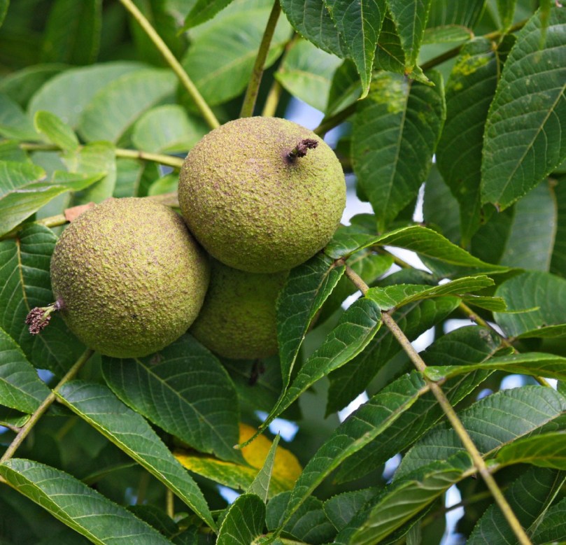 Fruit Trees, Nuts & Berries – Newman's Nursery